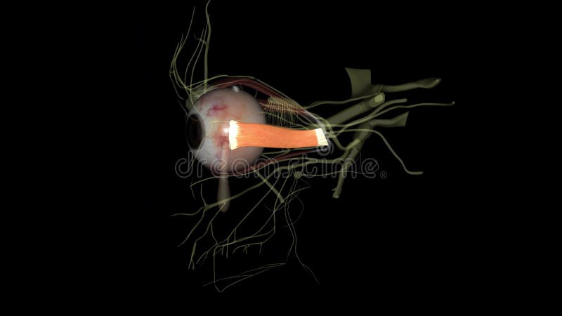 The Medial Rectus is an Adductor, and Functions Along with the Lateral ...