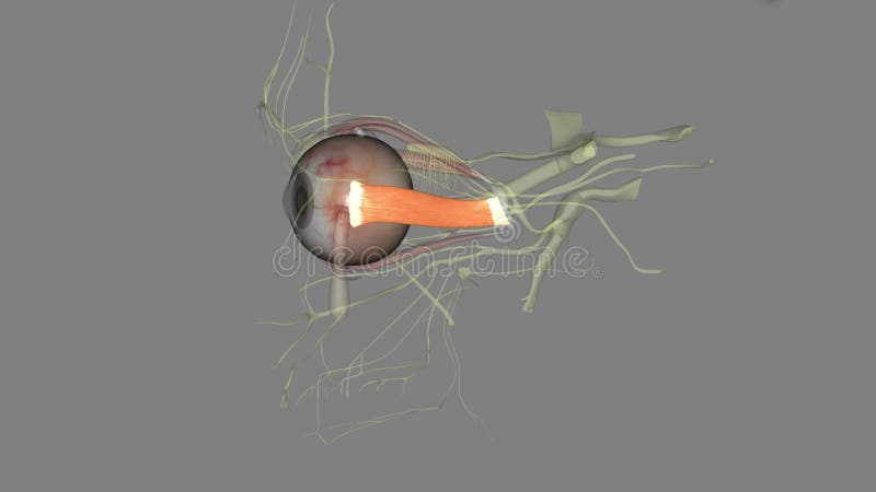 The Medial Rectus is an Adductor, and Functions Along with the Lateral ...