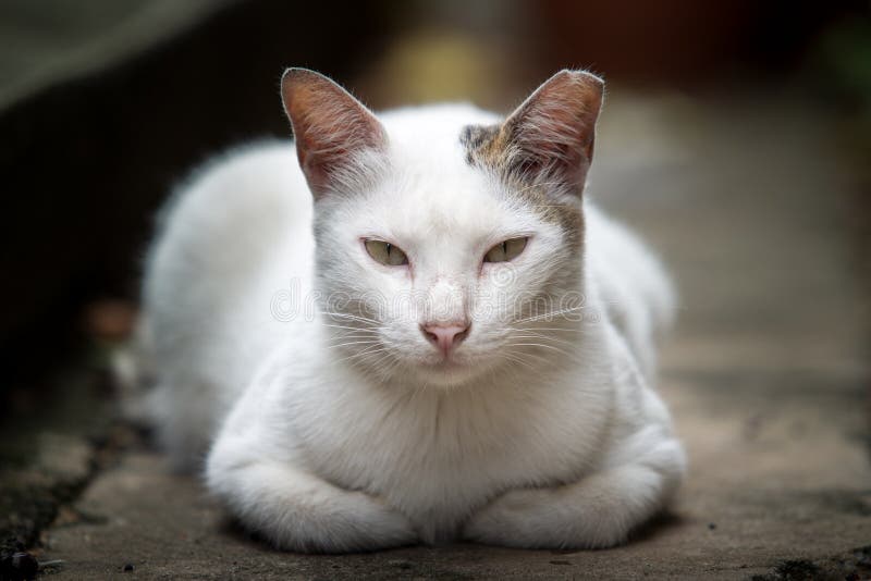 Regular cat stock photo. Image of hair, cute, casual, feline - 2553766