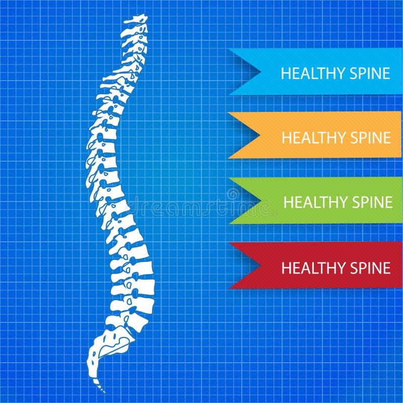 Spine Human Spinal Lateral View Vertebras Dorsal Vertebrae Icon Black ...