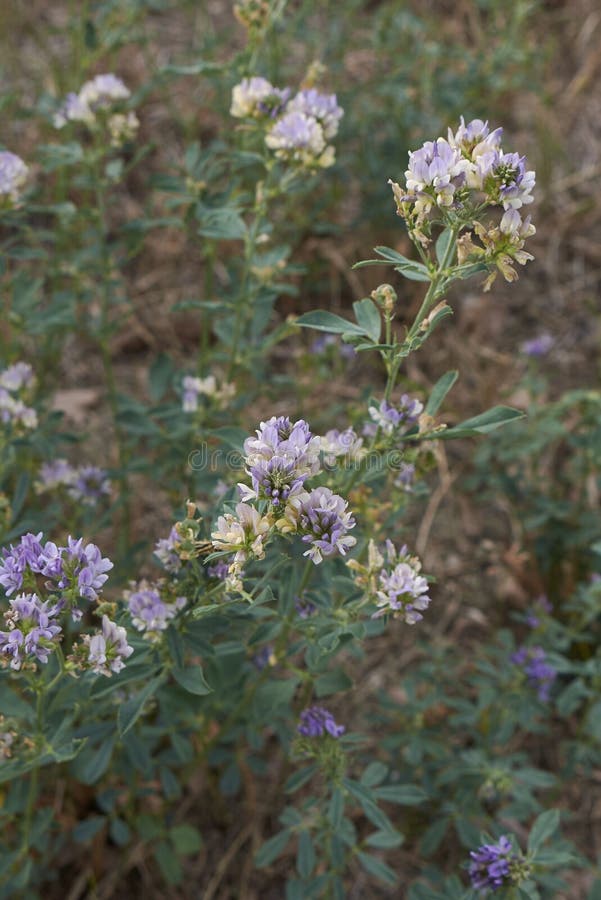Medicago sativa in bloom stock photo. Image of bloom - 160853414
