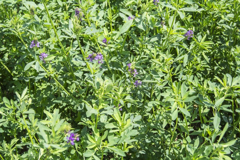 Medicago Sativa in Bloom (Alfalfa) Stock Photo - Image of countryside ...