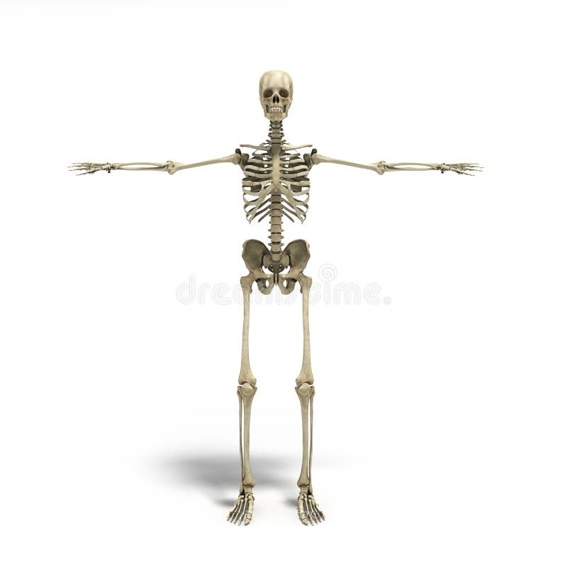 Medical Accurate 3d Render of the Human Skeleton Stock Illustration ...