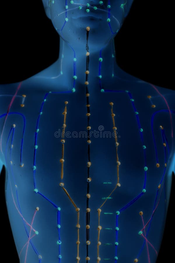 Acupuncture Model Chest Stock Illustrations – 11 Acupuncture Model ...
