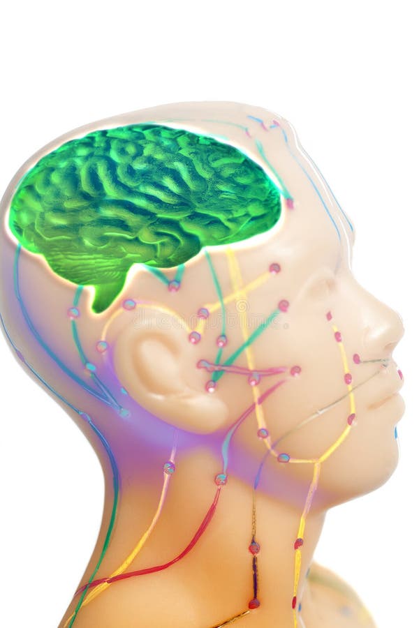 Medical Acupuncture Model of Human with Brain Anatomical Model Stock ...