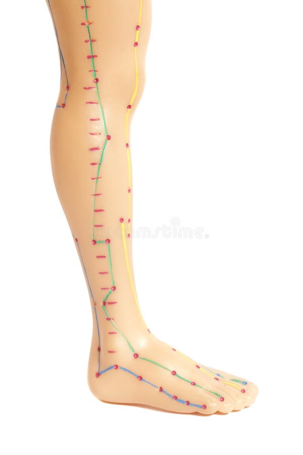Feet Meridians Stock Photos - Free & Royalty-Free Stock Photos from ...