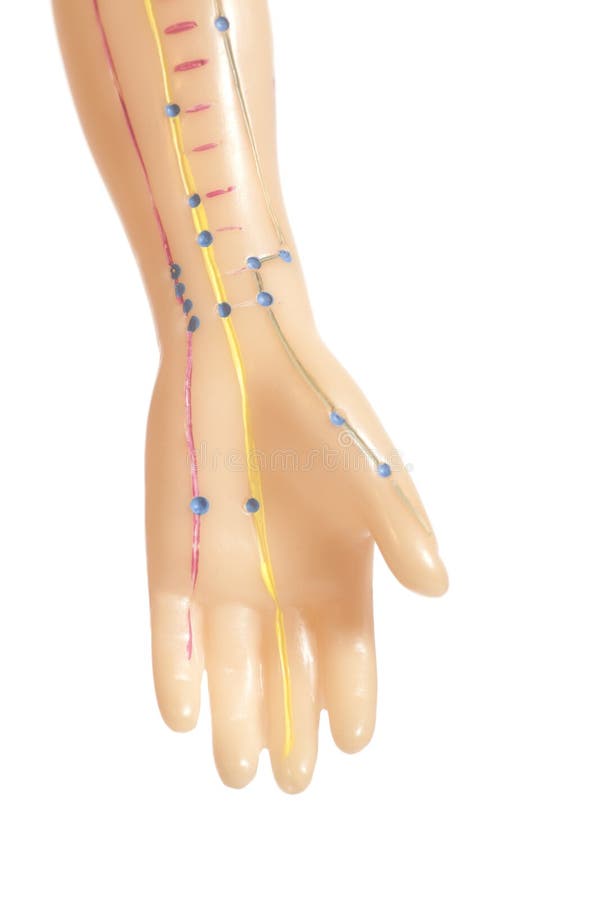 124 Hand Acupuncture Model Stock Photos - Free & Royalty-Free Stock ...