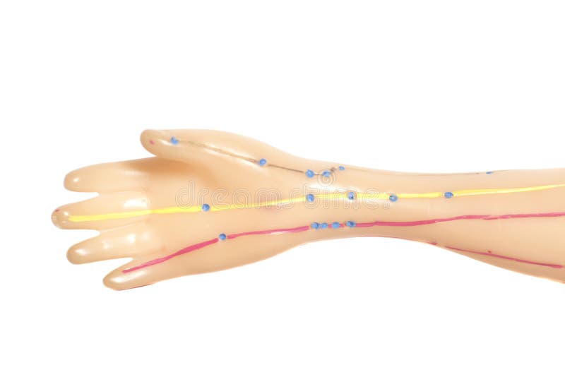 124 Hand Acupuncture Model Stock Photos - Free & Royalty-Free Stock ...