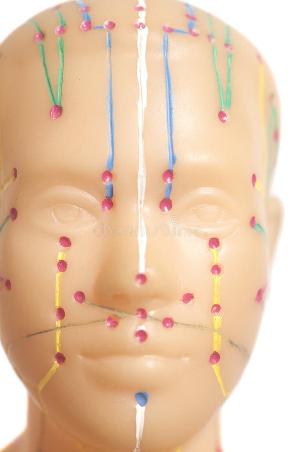 303 Acupuncture Head Model Stock Photos - Free & Royalty-Free Stock ...