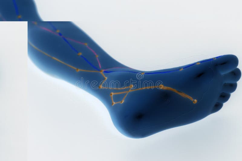 Blue Pain Muscle Foot Anatomy Stock Photos - Free & Royalty-Free Stock ...