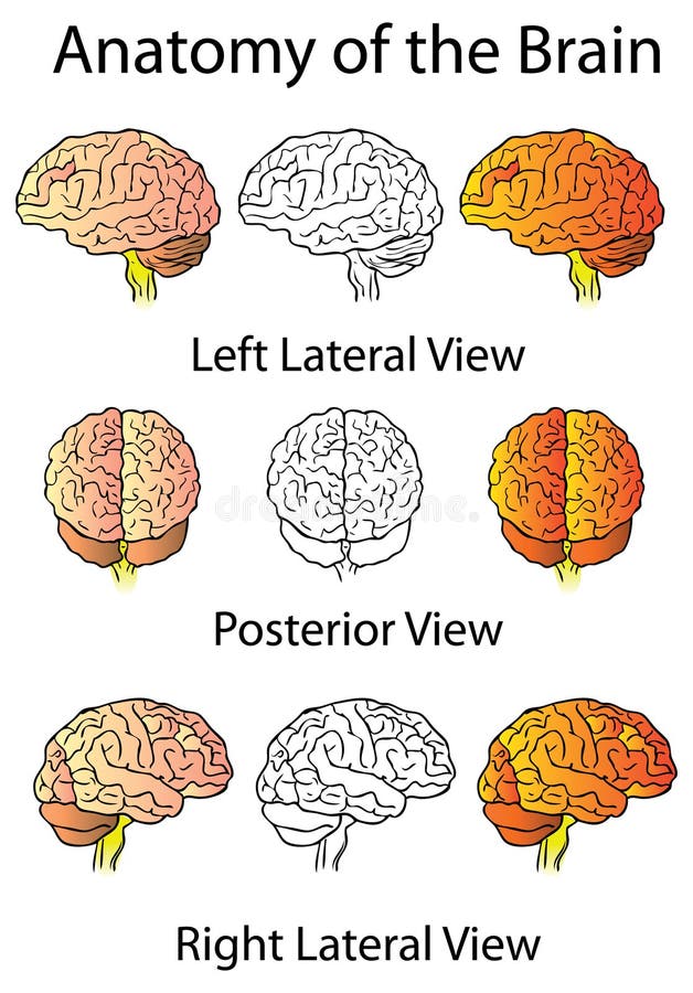 Brain parts in top view stock illustration. Illustration of system ...
