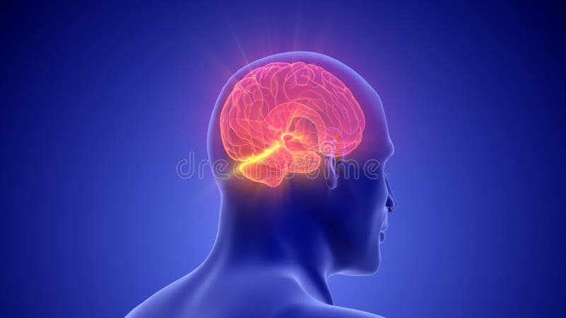 Medical Animation of the Human Half Brain Stock Illustration ...