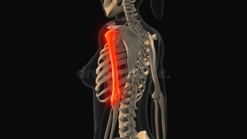 Medical Animation of the Humerus Bone Pain Stock Illustration ... Medical Animation of the Humerus Bone Pain Stock Illustration ...