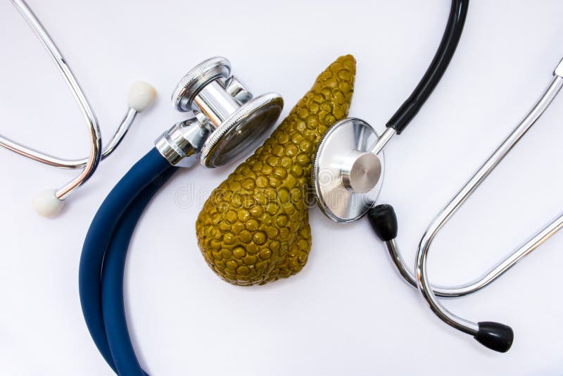 2+ Anatomical digestive system Free Stock Photos - StockFreeImages 2+ Anatomical digestive system Free Stock Photos - StockFreeImages