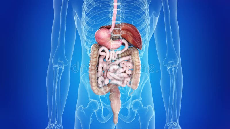 Human Digestive System, Medically Accurate, Stock Footage - Video of ...