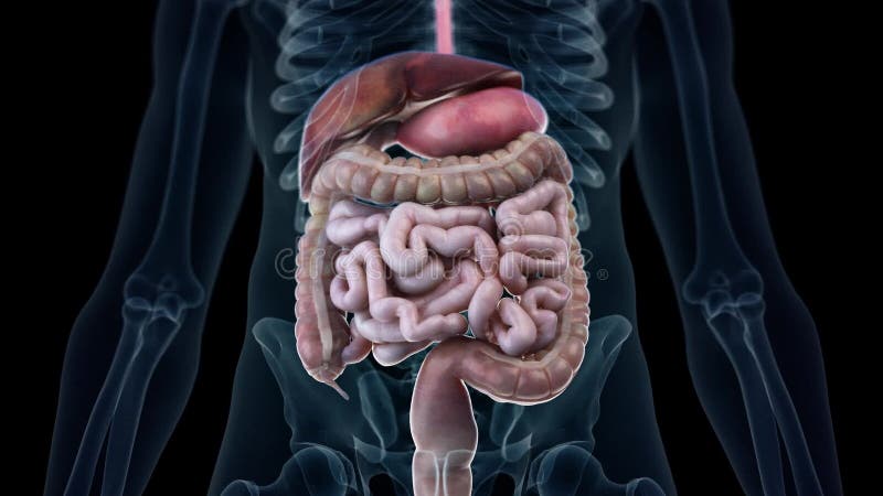 Human Digestive System Animation Video