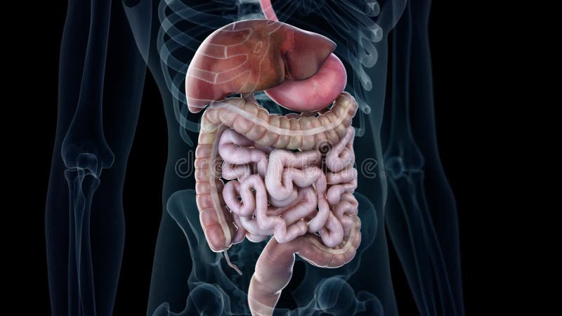 Human Digestive System, Medically Accurate, Stock Footage - Video of ...
