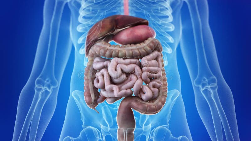 Human Digestive System Animation Video