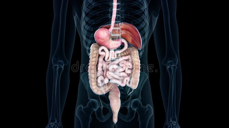 Human Digestive System, Medically Accurate, Stock Footage - Video of ...