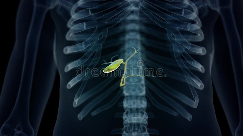 The human gallbladder stock video. Video of anatomical - 140264451