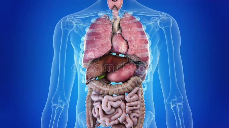 The human organs stock footage. Video of anatomy, health - 140264840