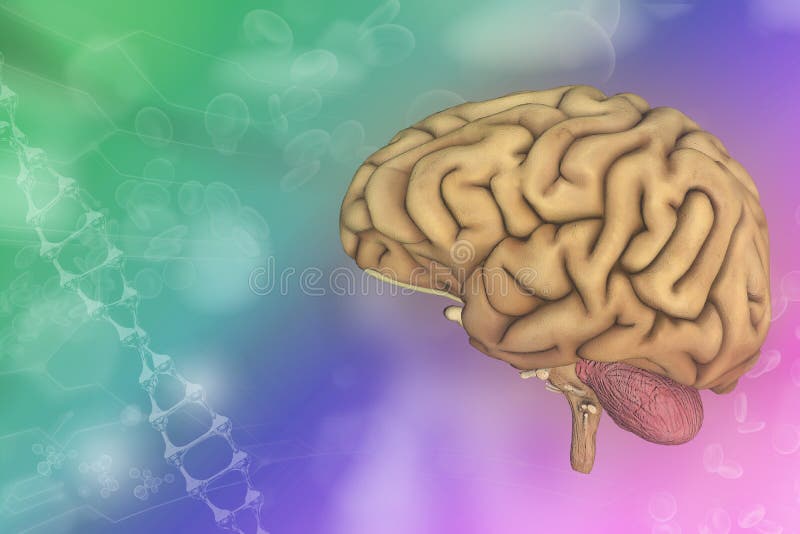 Medical 3D Illustration - Human Brain, Brain Analysis Concept - Highly ...