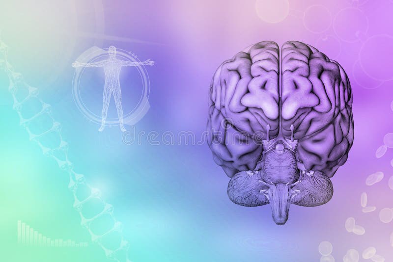 Medical 3D Illustration - Human Brain, Wisdom Work Concept - Detailed ...
