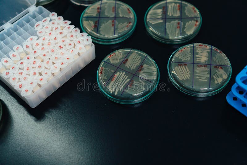 Laboratory Culture stock photo. Image of science, intervention - 3828464