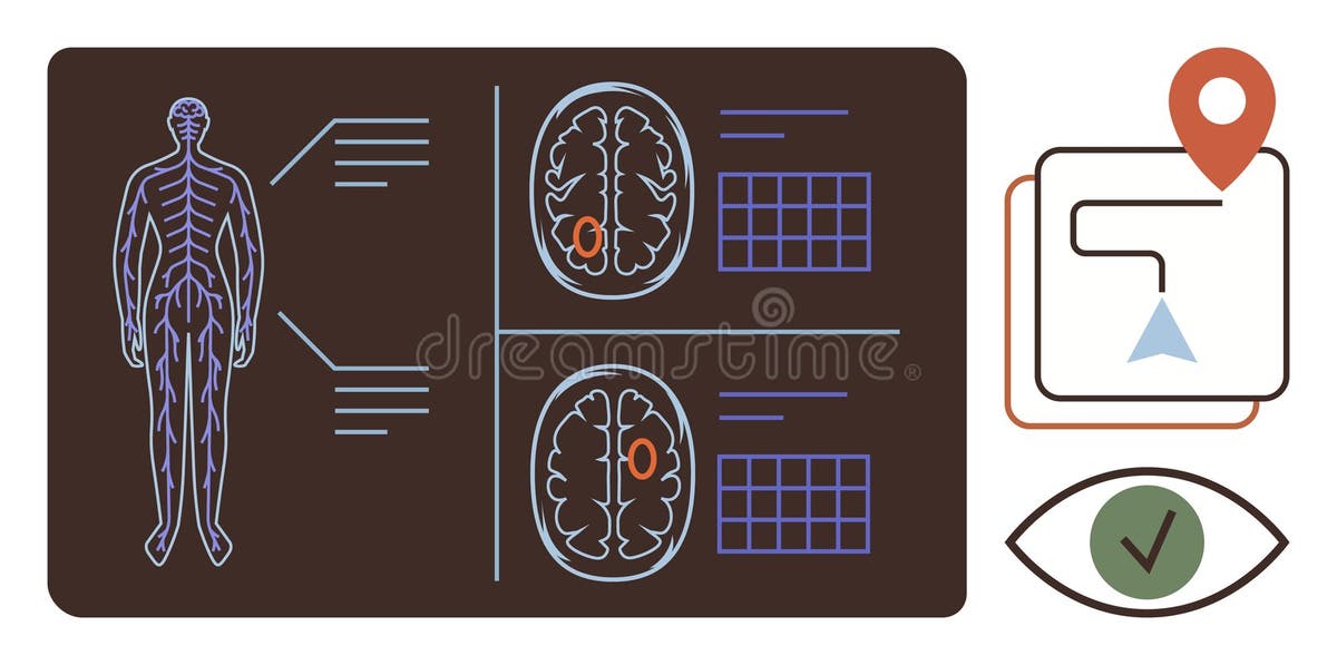 Nervous System Organization Stock Illustrations – 106 Nervous System ...