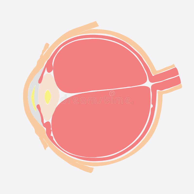 Medical drawings, eyes stock vector. Illustration of biology - 168493038