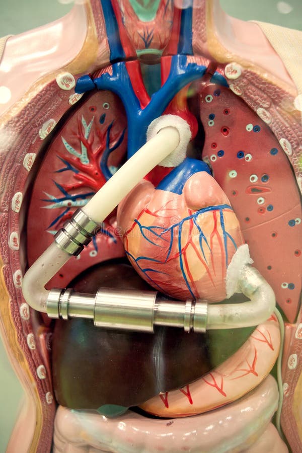 Medical Equipment, the Human Body Heart Model Stock Image - Image of ...