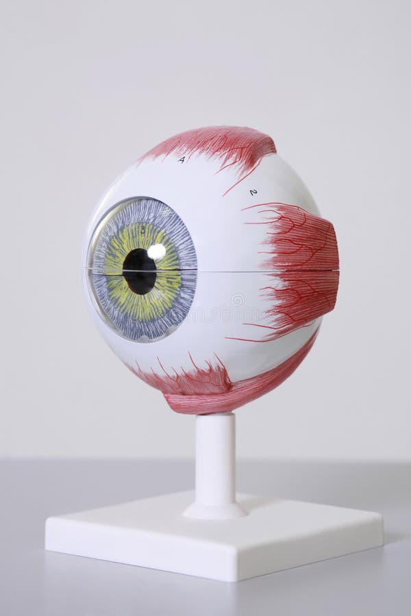 Medical Eye Model. Conceptual Image Stock Image - Image of body, model ...