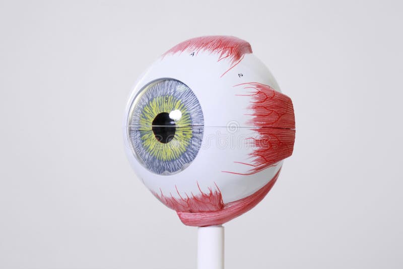 Medical Eye Model. Conceptual Image Stock Photo - Image of studio ...