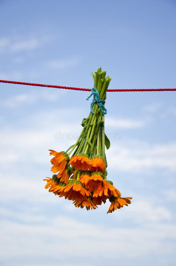 Medical Herb Calendula Flowers Bunch Hanging on String Stock Photo ...