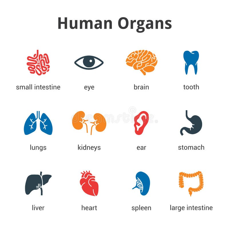 Medical Human Organs and Medical Icon Set with Human Body Stock Vector ...