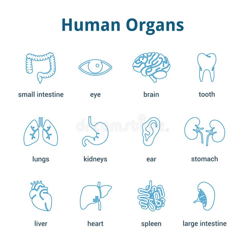 Medical Human Organs and Medical Icon Set with Human Body Stock Vector ...