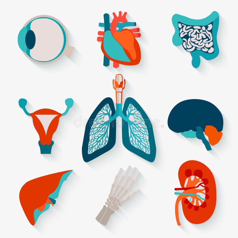 Medical Internal Organs Icons Stock Illustrations – 1,613 Medical ...