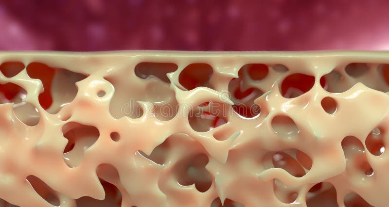 Medical Illustration of the Bone Structure Stock Illustration ...