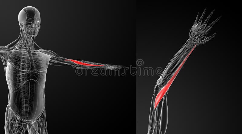 Medical Illustration of the Brachioradialis Stock Illustration ...
