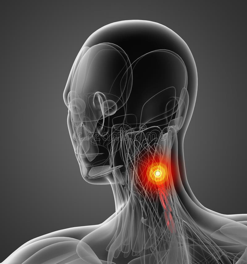 Medical Illustration of the Cervical Interspinal Muscle Stock ...