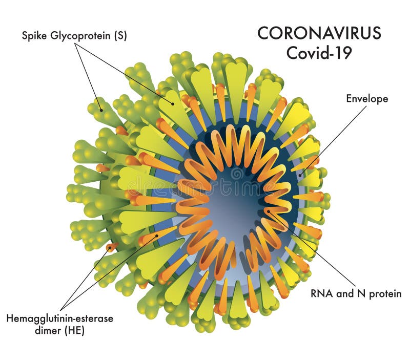 Medical Illustration of Coronavirus Structure Stock Vector ...