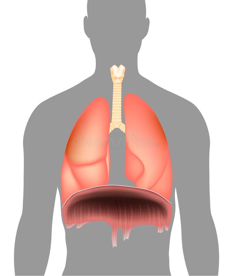 Medical Illustration for Explanation Thoracic Diaphragm. Diaphragm ...
