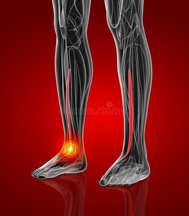 Medical Illustration of the Extensor Hallucis Longus Stock Illustration ...