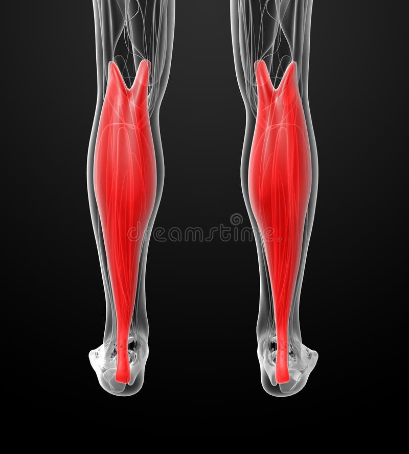 3D Illustration Of Gastrocnemius, Part Of Legs Muscle Anatomy Stock ...