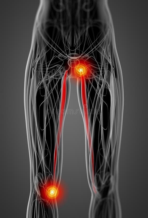 Medical Illustration of the Gracilis Stock Illustration - Illustration ...