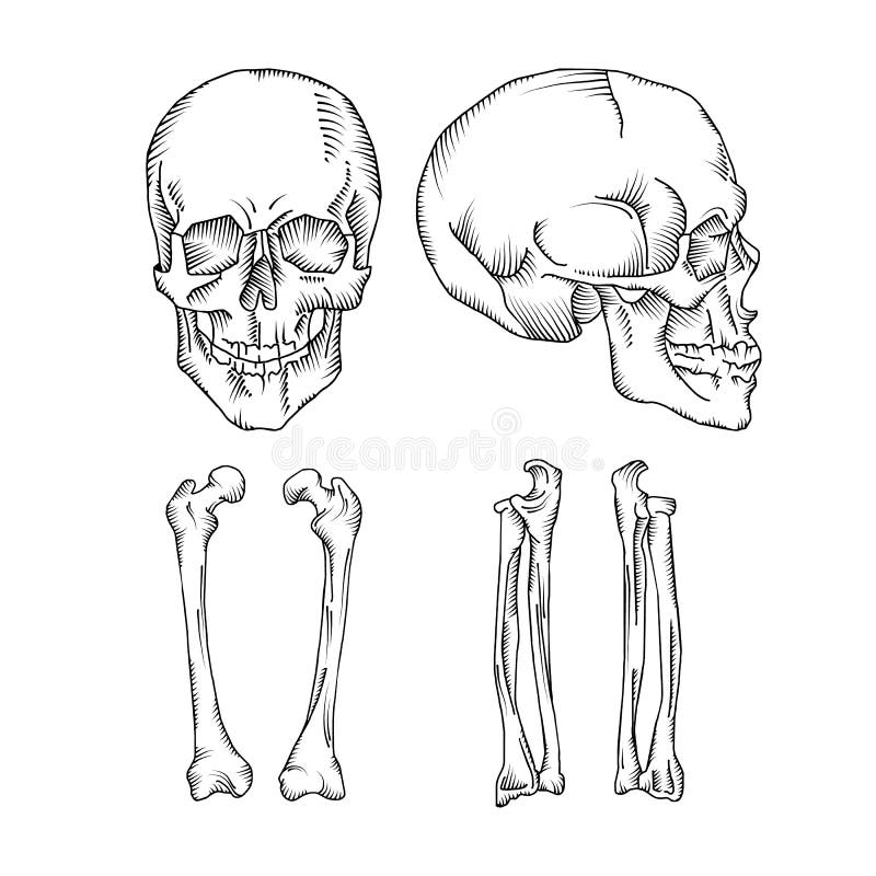 Medical Illustration of the Human Skull and Bones Stock Vector ...