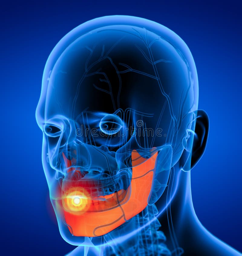 3D Rendering Illustration of Jaw Bone Stock Illustration - Illustration ...