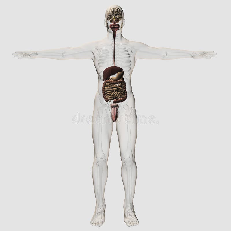 Medical Illustration of Male Digestive System and Urinary System. Stock ...