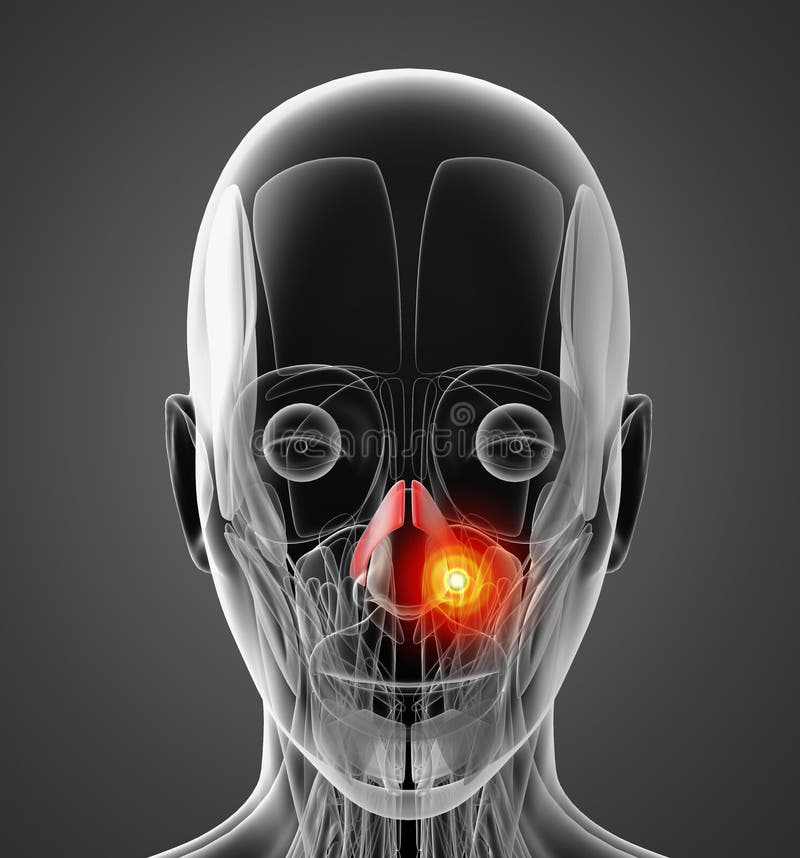 Medical Illustration of the Nasalis Stock Illustration - Illustration ...