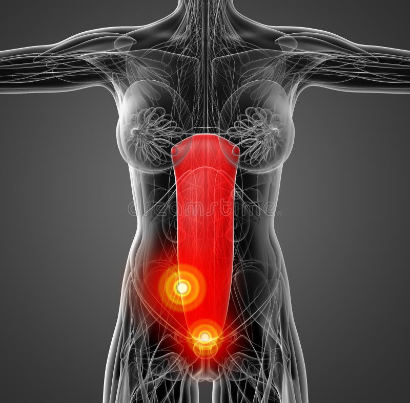 Medical Illustration of the Rectus Abdominus Stock Illustration ...